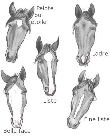 Le cheval: Different marque sur les chevaux...